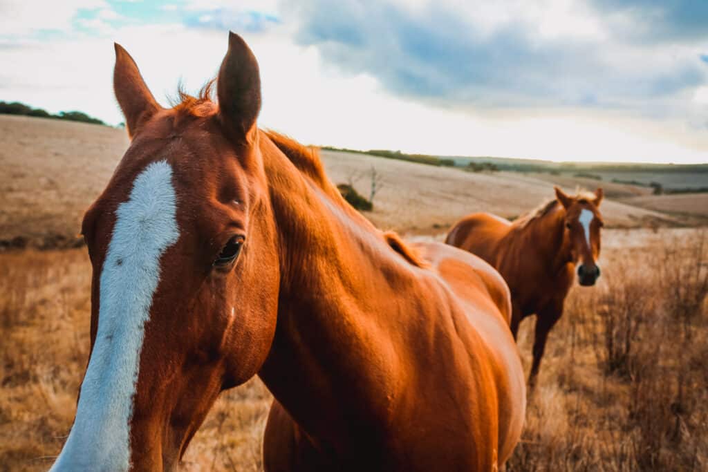 Horse Trail Riding - Bendleby Ranges